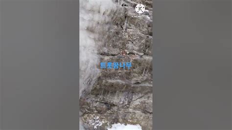 우승예감 빈예서미스트롯3진이될까요 Youtube