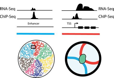 1 Top Conventional Chip Seq And Rna Seq Tracks On The Linear Genome Download Scientific