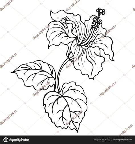 Hibiscus Black And White Drawing