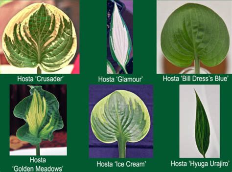 Hosta Classification Traits From The Hosta Helper By Plantsgalorecom