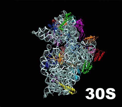 Biology Animated  At Kenneth Shorter Blog