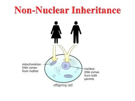 Non Nuclear Inheritance Examples At Betty Ammerman Blog