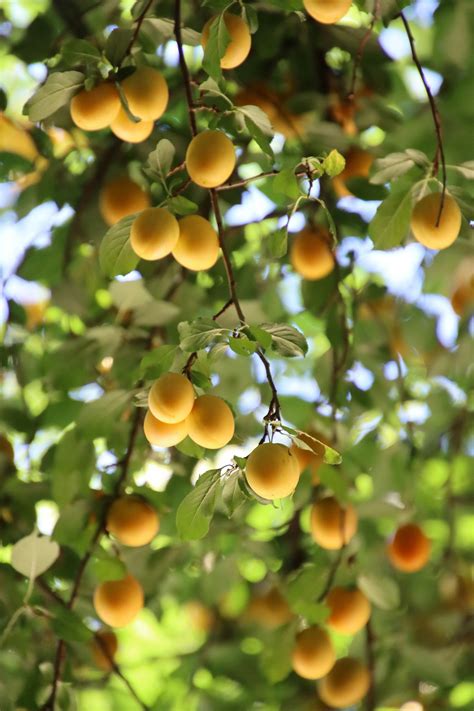 Tree Fertilization When And How To Feed Your Trees