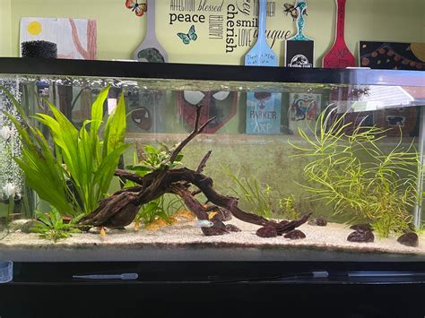 Help Identifying And Dealing With This Algae Plants Algae And Fertilizers C A R E