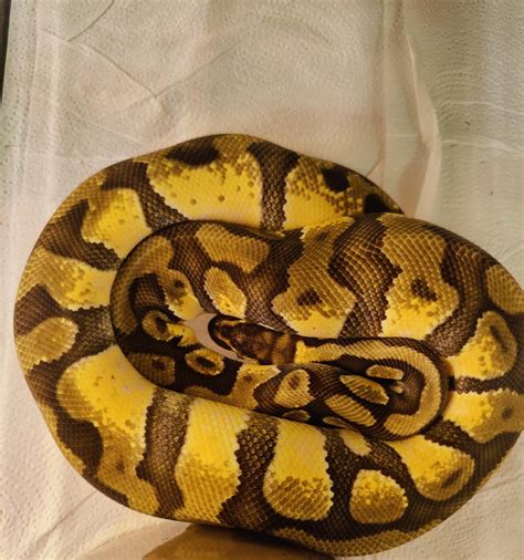 Python Regius Creme Enchi Pastel Ball Python μόνο με