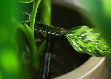 Maxim Razors The Grass Is Greener On The Maxim Side🍃 Billions Of