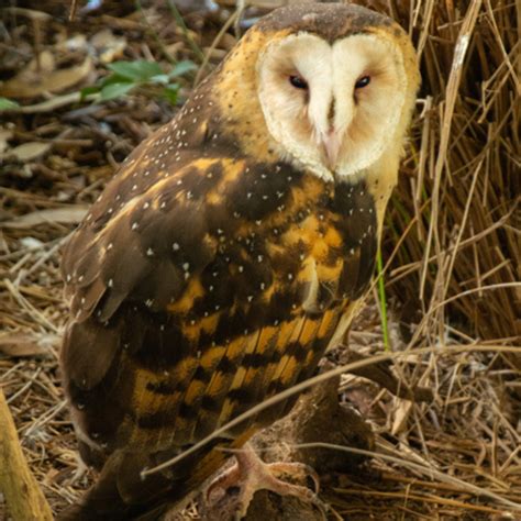 Australasian Grass Owl Malaysia Habitat And Behavior