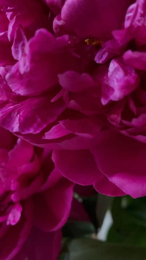 видео эстетика завтрак фон фон для текста готовая сторис пионы кофе чай готовая сторис