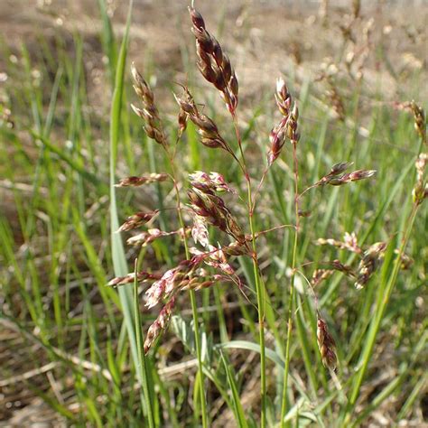 Sweetgrass Hierochloe Odorata High Country Gardens