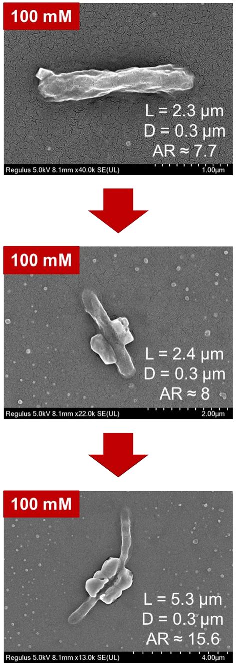 An Increased Number Of Polymersome Depots Appears To Lead To An Download Scientific Diagram