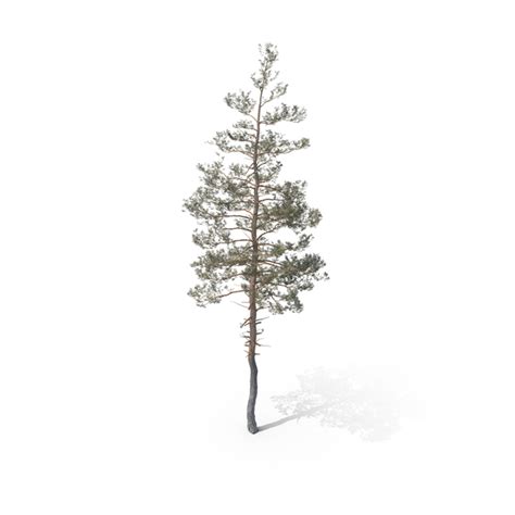 Tree Axonometric Png Png Images And Psds For Download Pixelsquid
