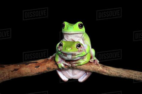 Two Dumpy Tree Frogs Sitting On Branch Indonesia Stock Photo Dissolve