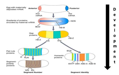 Axis Formation And Embryo Development Flashcards Quizlet