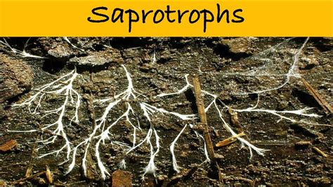 Saprotrophs Youtube