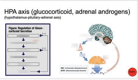 HPA Axis Diagram Quizlet