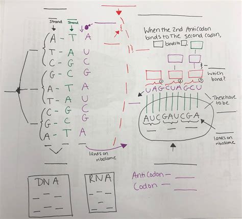 Protein Synthesis Diagram Diagram Quizlet