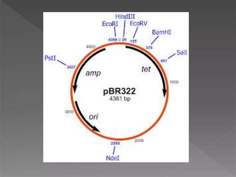Recombinant Vectorspptx