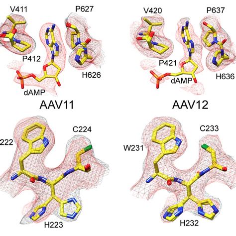 Empty And Full Adeno Associated Virus Aav Density Map Differences