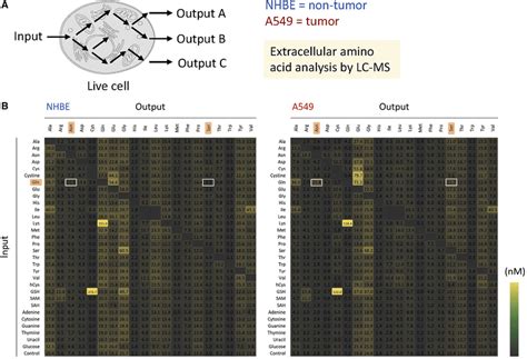 screening of glycolysis inhibitors a scheme of the screening of input download scientific