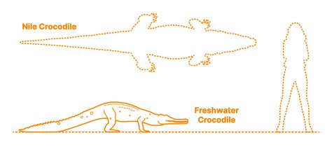 Crocodilians Crocodilia Dimensions And Drawings