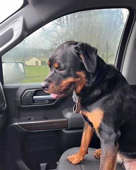 Miniature Rottweiler — The Mini Canine Wonder