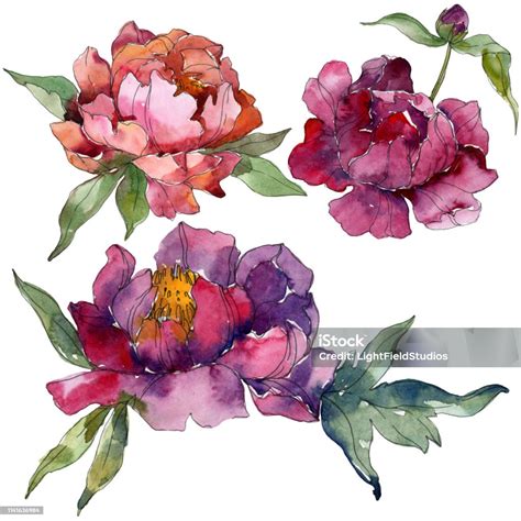 보라색 모란 꽃 식물 꽃입니다 수채화 배경 그림 집합입니다 고립 된 모란 그림 요소입니다 0명에 대한 스톡 벡터 아트 및 기타 이미지 Istock