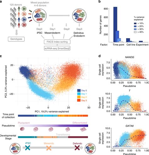 Single Cell Endoderm Differentiation Of Pooled Ipsc Lines A Overview Of