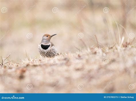 Northern Flicker Female Typical Pose On Ground Bokeh Stock Image Image Of Beak Plumage