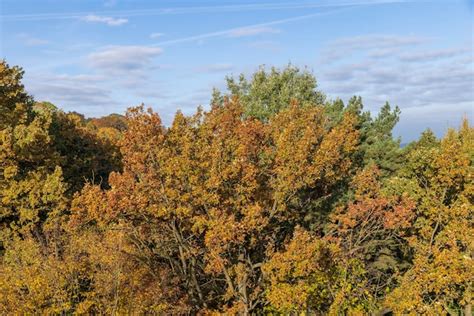 Premium Photo Mixed Forest In The Autumn Season With Different