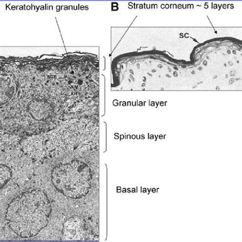 Skin Structure And Function The Human Epidermis Evolves During