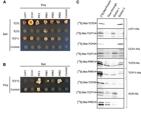 Figure 4 From Tcp Transcription Factors Link The Regulation Of Genes