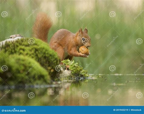 Selective Focus Shot Of A Cute Brown Fox Squirrel Stock Image Image Of Park Nuts 201943219