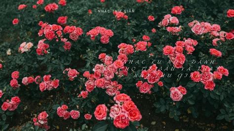 Nhạc Ru Ngủ Dành Cho Mẹ Bầu Và Thai Nhi Thư Giãn Lullaby Music Helps Fetuses Sleep Easily