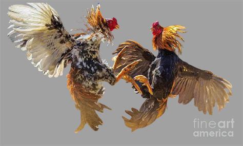 Fighting Rooster Digital Art By Geri Astiri Pixels