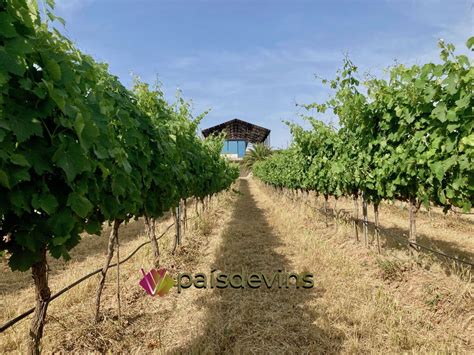 Vinya Els Vilars Anyada 2024 Paísdevins