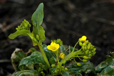 식물 유체 식물 생물종 Bric