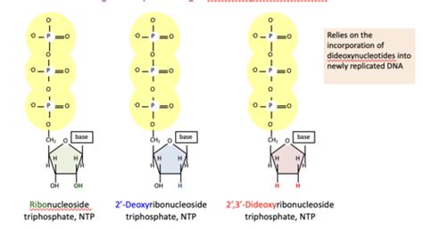 L10 Dna Sequencing And Pcr Flashcards Quizlet
