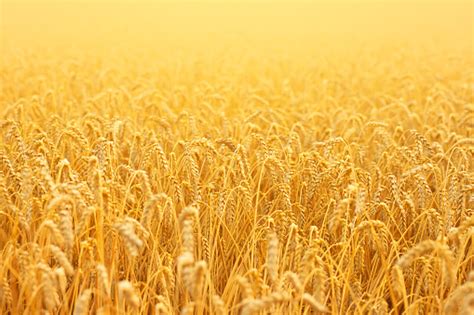 밀밭 농촌 풍경 곡물 귀 작물 밭 시리얼 수확 노란 보리 황금 호밀 여름 풍경 곡초류에 대한 스톡 사진 및 기타 이미지