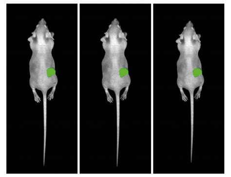 Head To Head Comparison Of Green Fluorescent Protein Gfp Imaging With Luciferase Luciferin