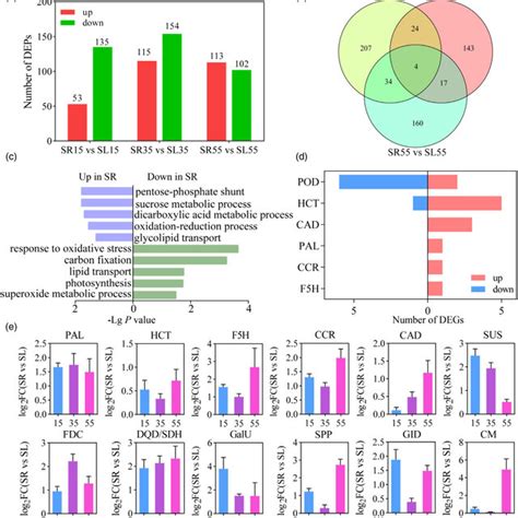 Lignin Biosynthesis Genes Were Upregulated Near The Fruit Core A
