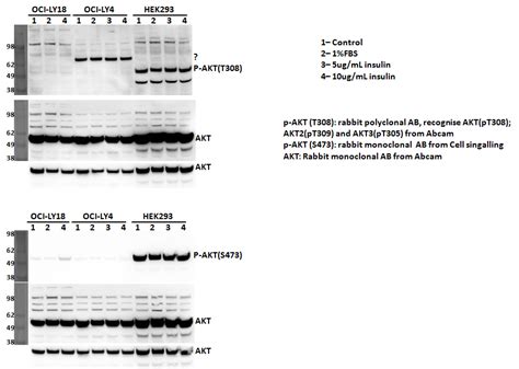 Tbst Buffer Recipe For Western Blot Besto Blog