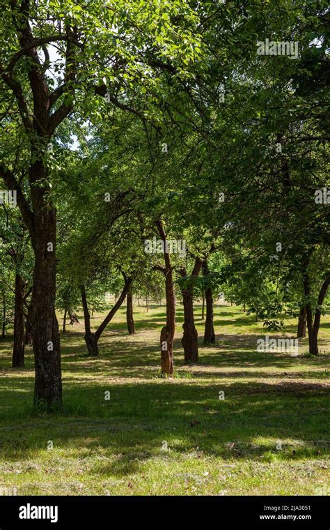 Deciduous Trees Growing In The Park In The Summer Sunny Weather