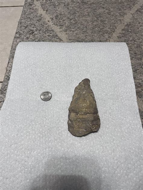 Shell Fossil Found In Ohio In Bedrock R Fossilid