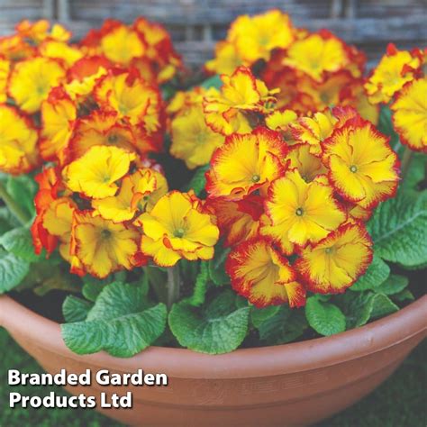 Polyanthus Firecracker Dobies