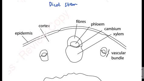 The Diagram Represents A Specimen In The Low Power Solved 3