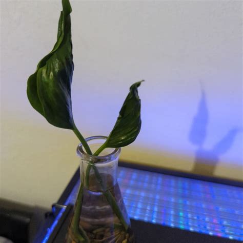 Manjula Pothos Cutting Plant Cutting Pothos Cutting Single Node Houseplant Propagation