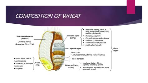 Wheat Structure And Composition Nn053717pptx