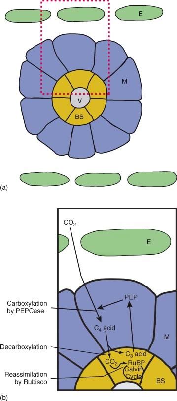Diagramma Anatomia Kranz