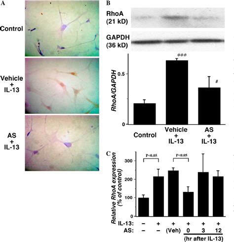 Figure 2 From A Novel Stat6 Inhibitor As1517499 Ameliorates Antigen