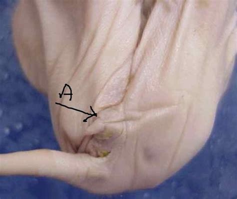 Comparative Anatomy II External Anatomy Respiratory And Digestive System Flashcards Quizlet